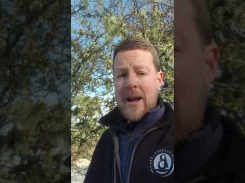 Old man's beard lichen (Usnea) - #BlairvadachBytes