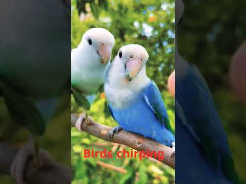 Nature Sound Relaxation-Soothing Forest Birds Singing-Relaxing Sleep-Bird Chirping Sound #shorts