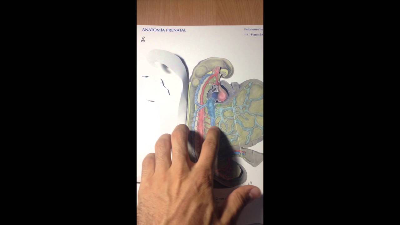 Practica 4 de embriología, belorcio embrión de 2mm
