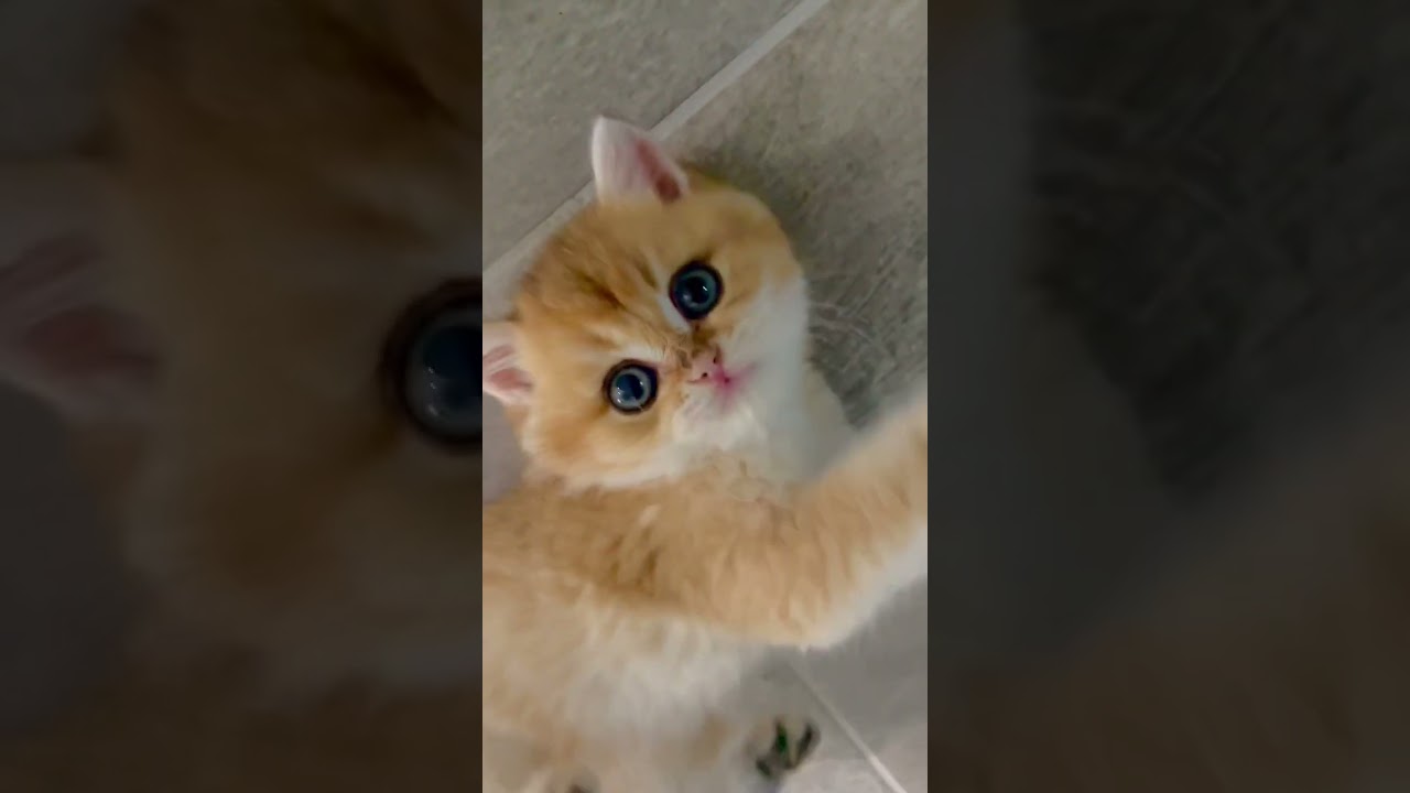 Cute British shorthair kitten with big round eyes #catvideos #britishshorthair #cutecat #catlover