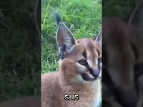 ¿Por qué el caracal tiene esas orejas tan extraordinarias?