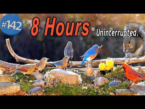 TV for Cats ๐ป8 Hours of Uninterrupted Birds ๐ฆ and Squirrels NoAds CatTV