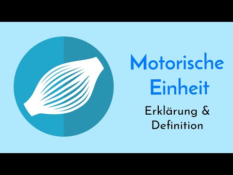 Motorische Einheit einfach erklärt - Rekrutierung am Muskel - Funktion & Definition der Einheiten