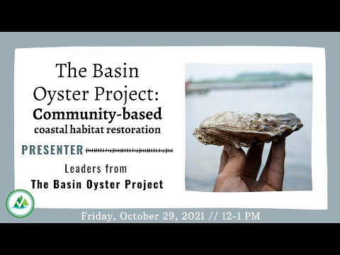 Lunch & Learn: The Basin Oyster Project | Community-based coastal habitat restoration