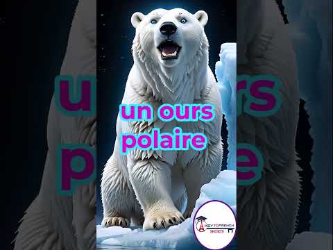 How do you say polar bear in French? un ours polaire @FrenchPod101 @EasyFrenchOfficial @ATFrenchies