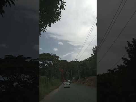 JPS cutting trees Jamaica