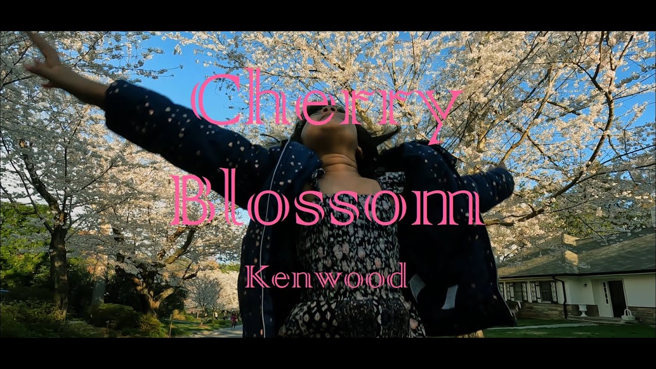 Cherry Blossom in Kenwood | Peak Bloom | 4K Resolution