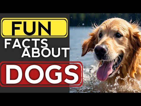 Some "FUN" Facts About Dogs π