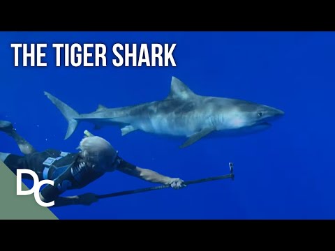 Understanding The Behaviour Of The Tiger Shark | Ocean Vet | S1E03 | Documentary Central