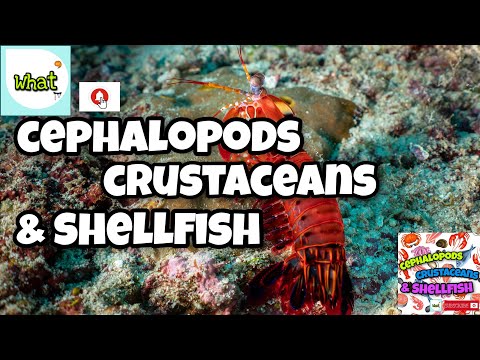 #Cephalopods, #Crustaceans, & Other #Shellfish