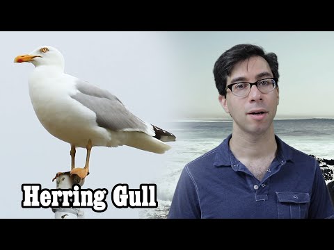 The Murderous Herring Gull