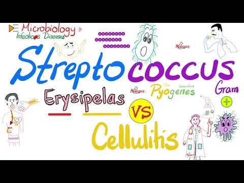 Erysipelas vs. Cellulitis | Group A ß-hemolytic Streptococcus | Microbiology 🧫 & Infectious Diseases