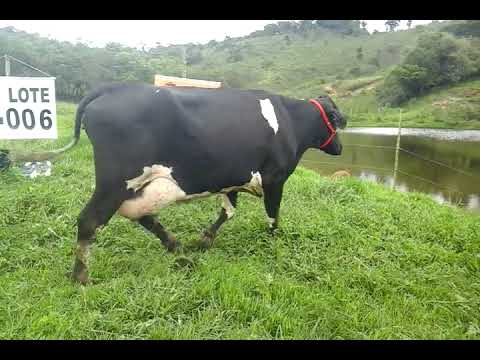 Lote 6-1 VACA (ARIANA) - 2º LEILÃO VIRTUAL FAZENDA 4 TERRAS - Vendedor ...
