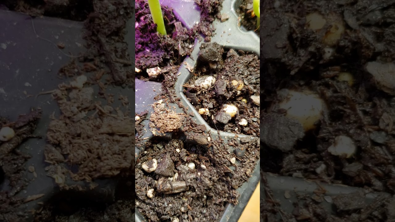 Root Aphids ? What are these bugs?