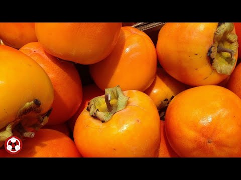 Fruits 水果 How to pronounce persimmon 柿子,감, kaki, persimon, cachi, caqui, dióspiro, hurma, хурма,