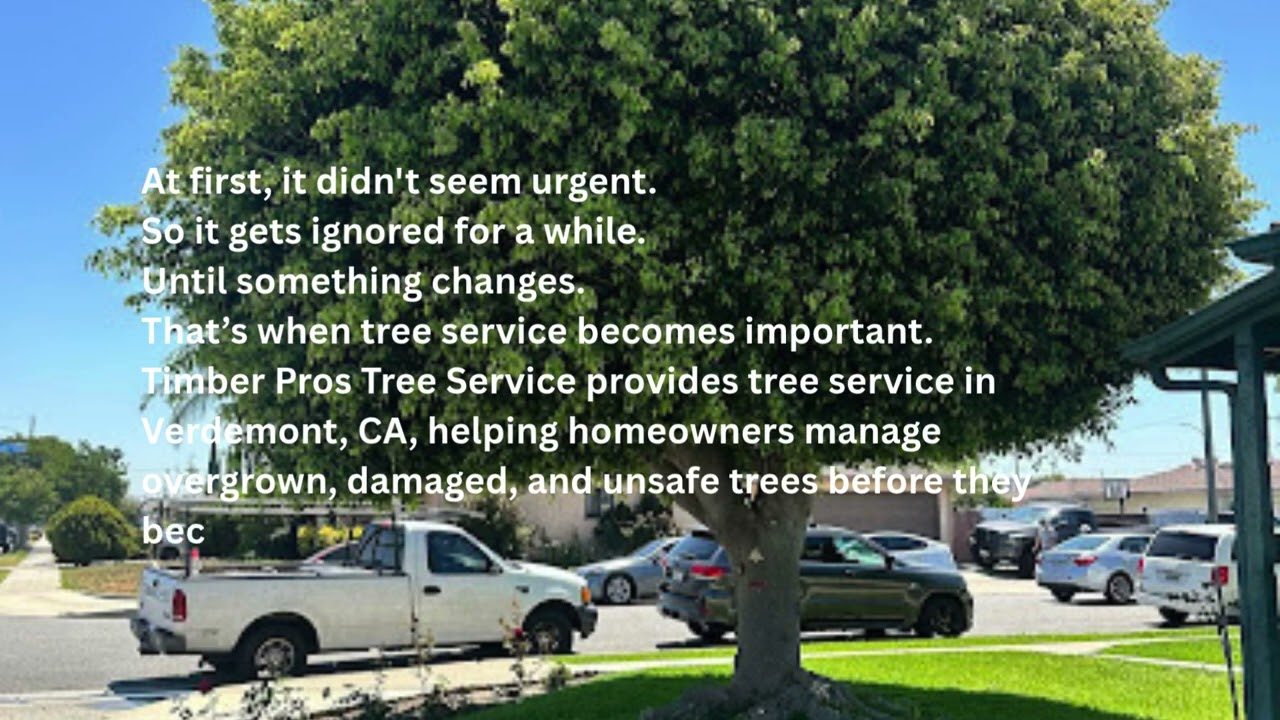 Tree Service in Verdemont, CA