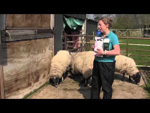 Effective quarantine when worming sheep