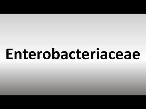 How to Pronounce Enterobacteriaceae