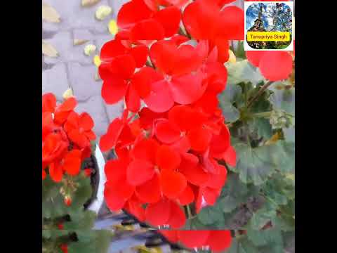 French names of plants..Garden Geranium..Le Géranium de jardin(Pelargonium hortorum)