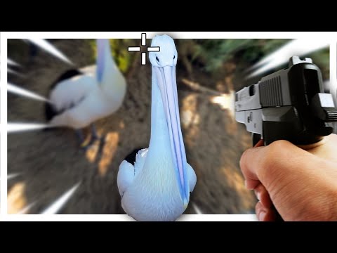 Steam Community :: Video :: My First Travel Vlog - I Found Modest Pelican!