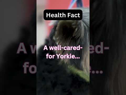 Yorkshire Terrier Health Fact
