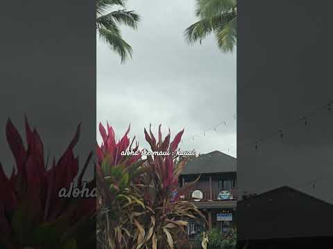 the Wettest Place on Earth 🌺aloha see maui⚘️hawaii 🕊✨️