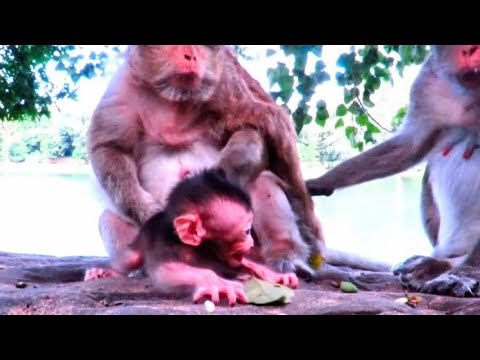 "OMG! Heart-Wrenching Moment: Baby Braxton CRIES As Mom Pulls Back The Tail! 😢💔"
