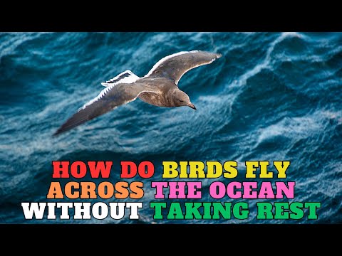 The Art of Migration: How Birds Master Ocean Crossings and Resting Spots