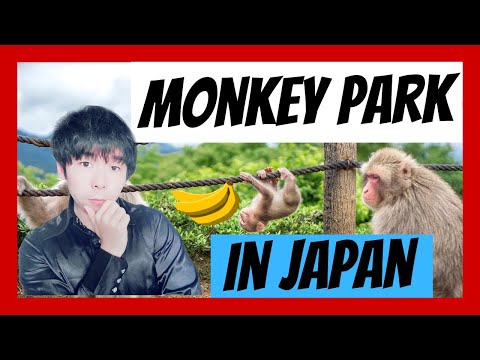 Arashiyama Monkey Park In Japan: What You Need To Know