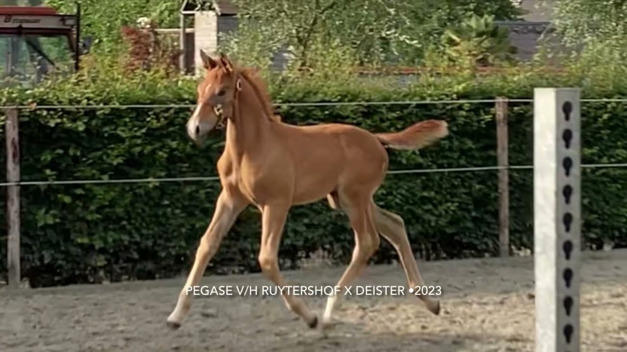 Pegase v/h Ruytershof x Deister •2023