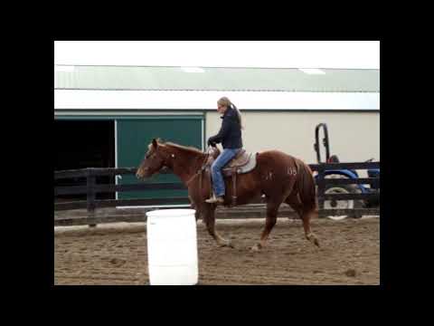 www.handrhorses.com BIG 15.3 HAND BELGIAN QUARTER HORSE CROSSBRED MARE, USED FOR RANCH WORK