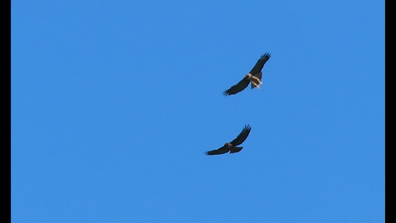 Red-tailed hawks courtship flight