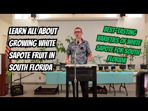 Growing White Sapote in South Florida | Best Varieties & Tips Full Lecture