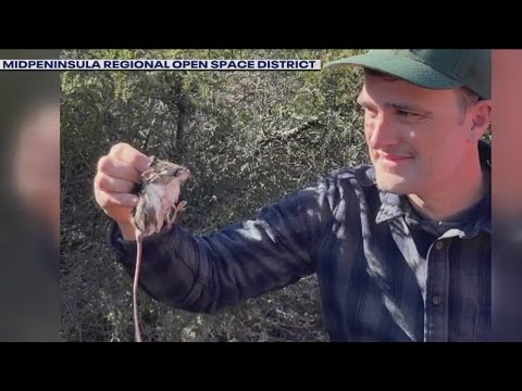 Rare kangaroo rat discovered in South Bay