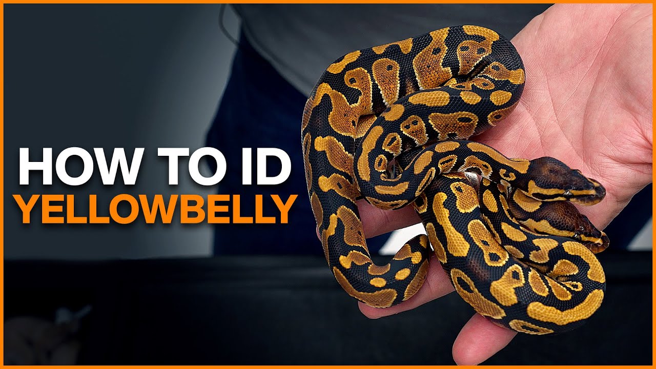 How to Identify Yellowbelly in Ball Pythons!