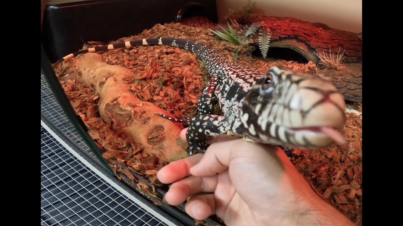 NEW ENCLOSURES FOR MY RED-TAIL BOA AND TEGU!