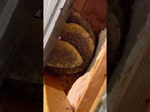 Kitchen Bay Window Beehive