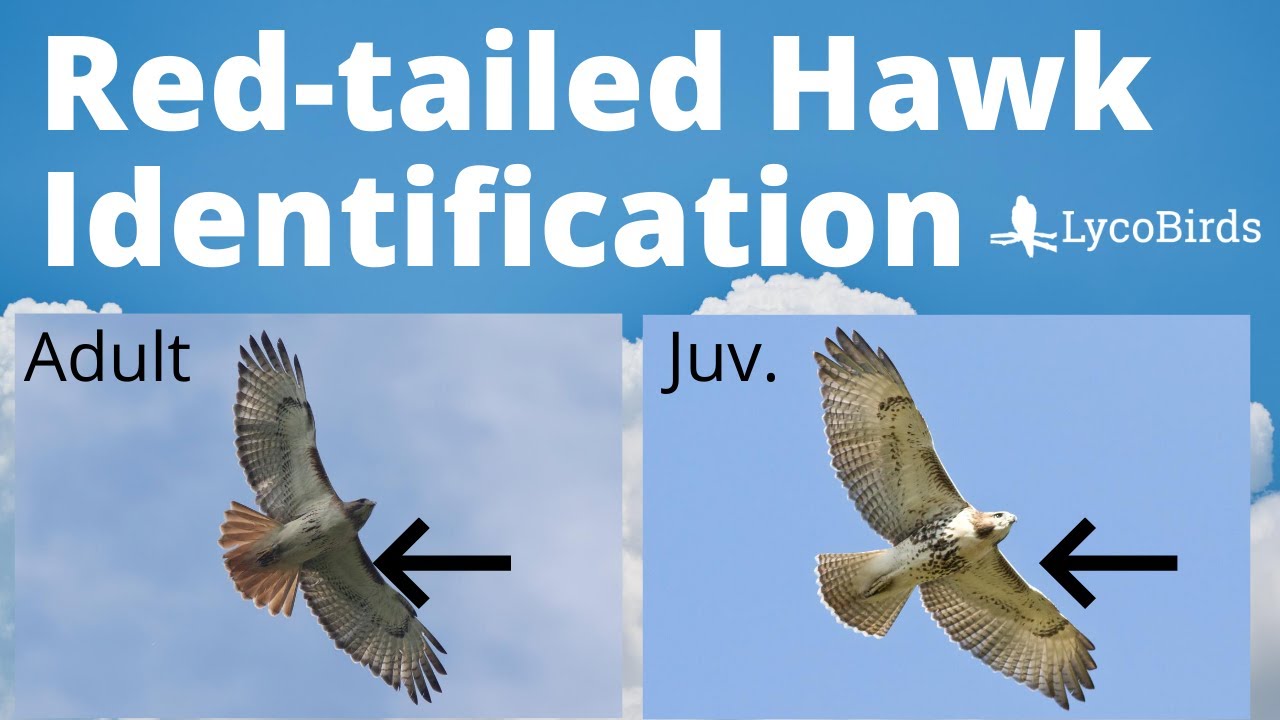 How to Identify a Red-tailed Hawk - Raptor Identification