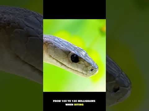 Black Mamba Snake