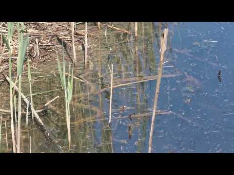 Kača in žaba I, Škocjanski zatok, 30. 4. 2025 🐍🐸