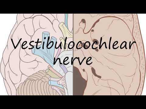 How to Pronounce Vestibulocochlear nerve?