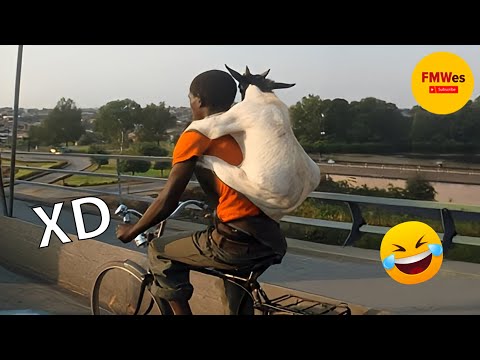 SI TE RÍES PIERDES NIVEL DIOS #262 🤣 VIDEOS DE RISA 😎HUMOR VIRAL MEXICANO😆