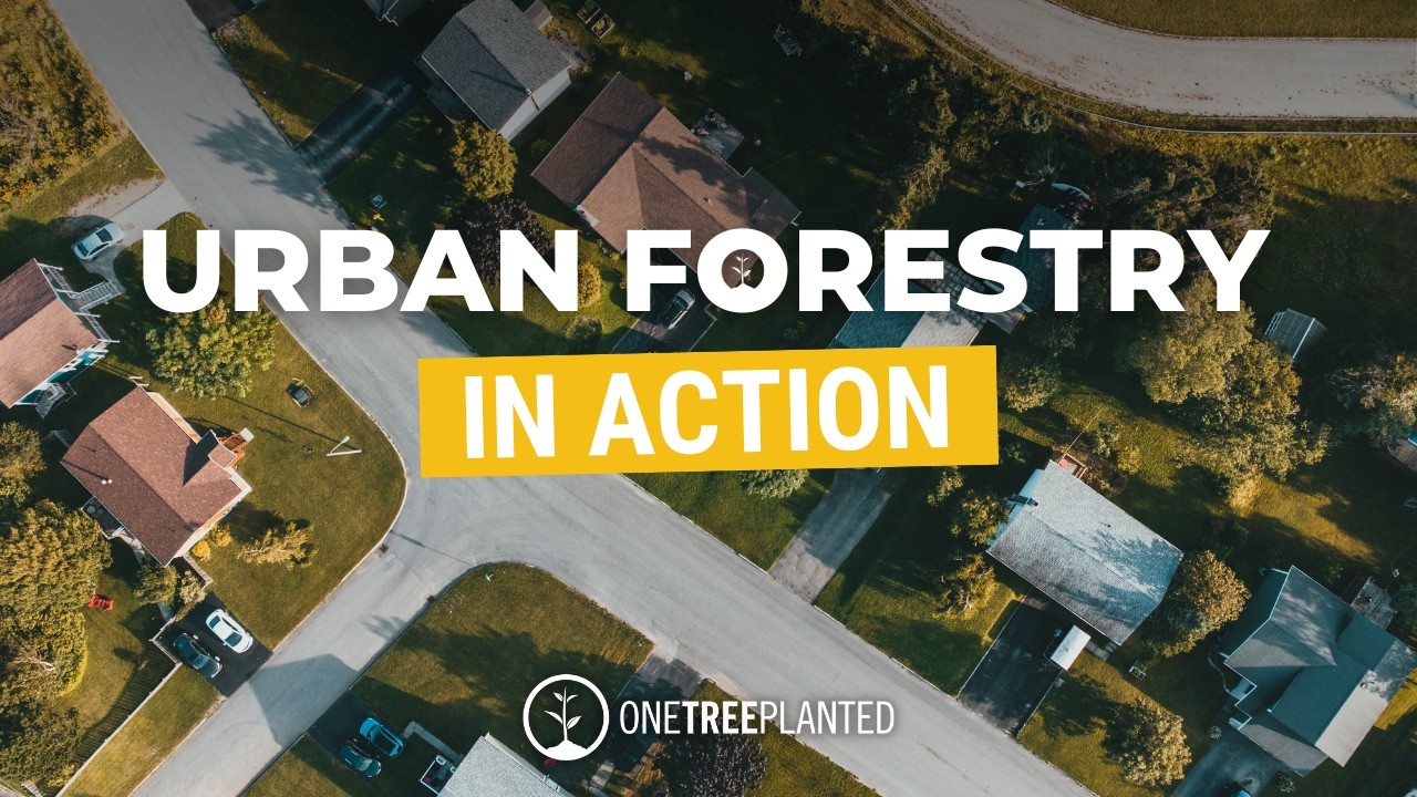 Urban Forestry in Action: How Trees Build Healthier Communities in Markham | One Tree Planted