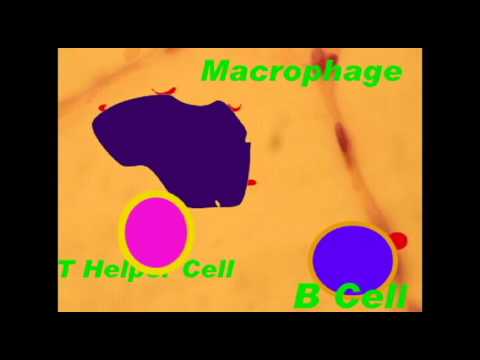 IMMUNE SYSTEM: T HELPER CELLS AND APC
