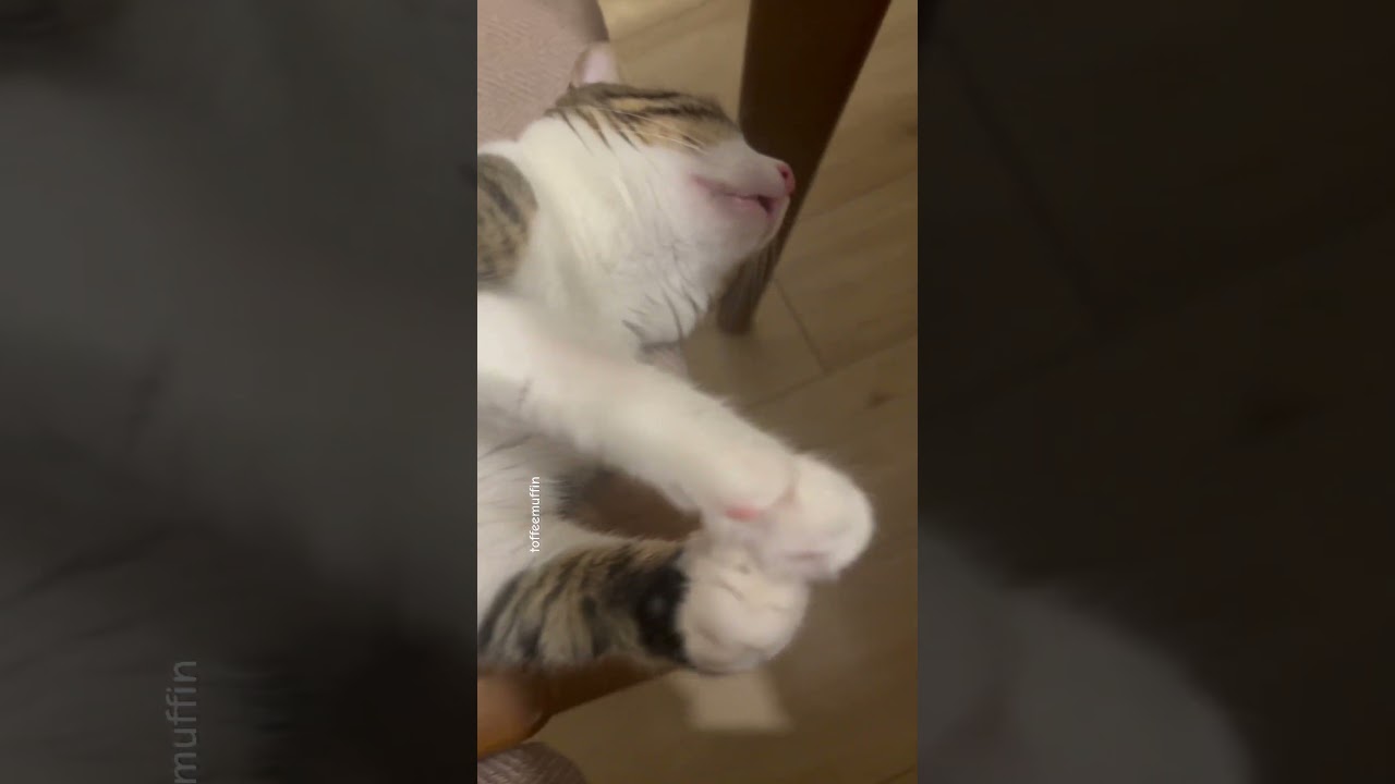 Sleeping beauty 💤 #cats #sleepycat #tabbycat