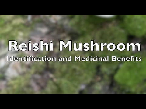 Reishi Mushroom Identification and medicinal benefits