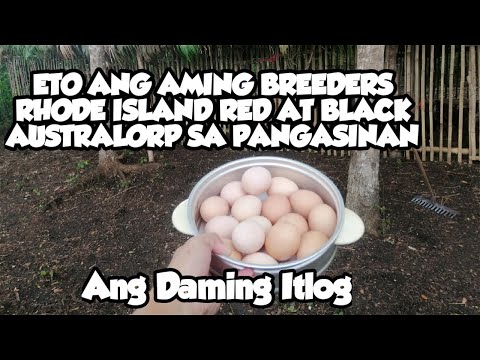 OUR BREEDERS RHODE ISLAND RED AND BLACK AUSTRALORP IN PANGASINAN