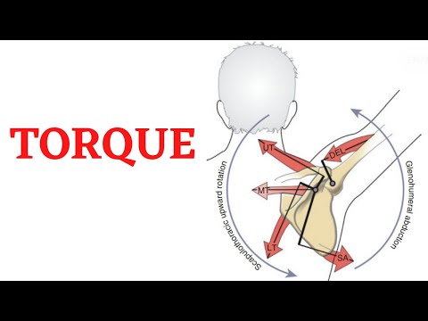 Biomechanics. Torque.