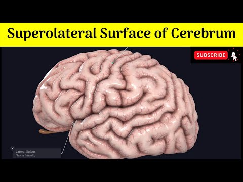 Superolateral surface of cerebrum | Lobes| Sulci - Central Sulcus of Rolando | Lateral Sulcus|Gyri |