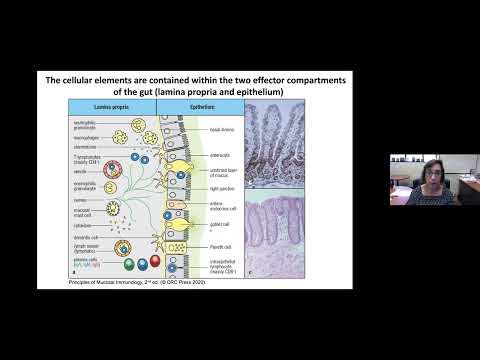 Lesson 8: Mucosal Immunity